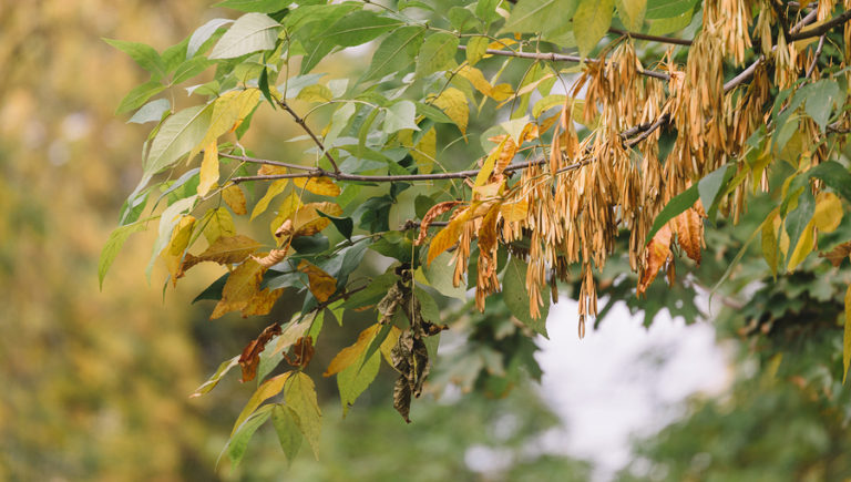 Facts About Ash Yellows Phytoplasma Infections | Tree Service Fishers ...